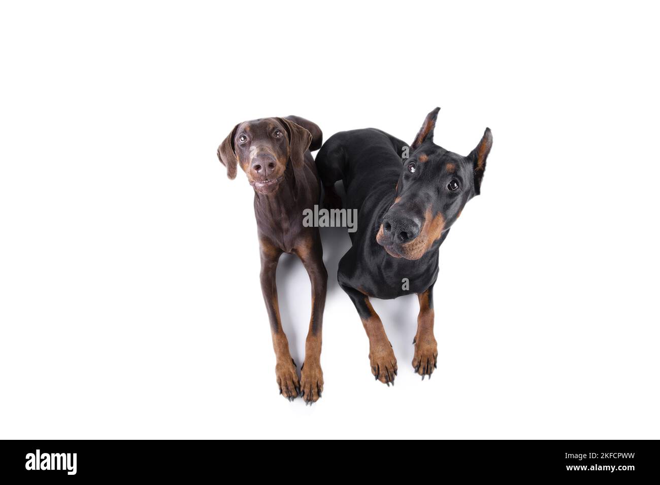 Two doberman pinschers brown hi-res stock photography and images - Alamy