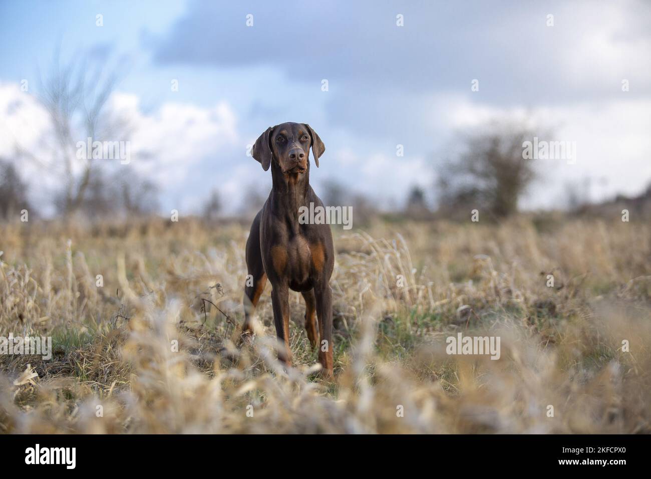 standing Doberman Pinscher Stock Photo - Alamy