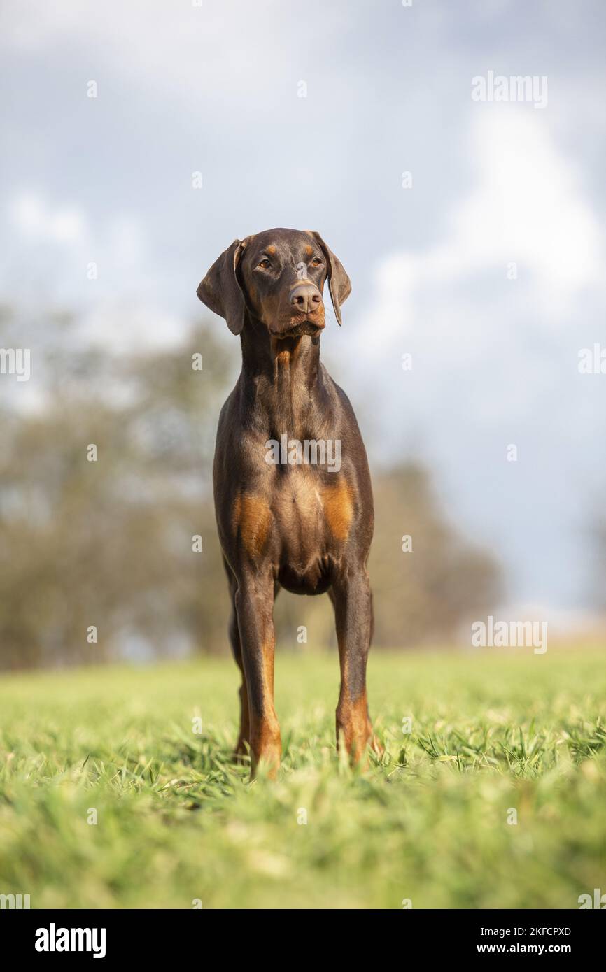 standing Doberman Pinscher Stock Photo - Alamy