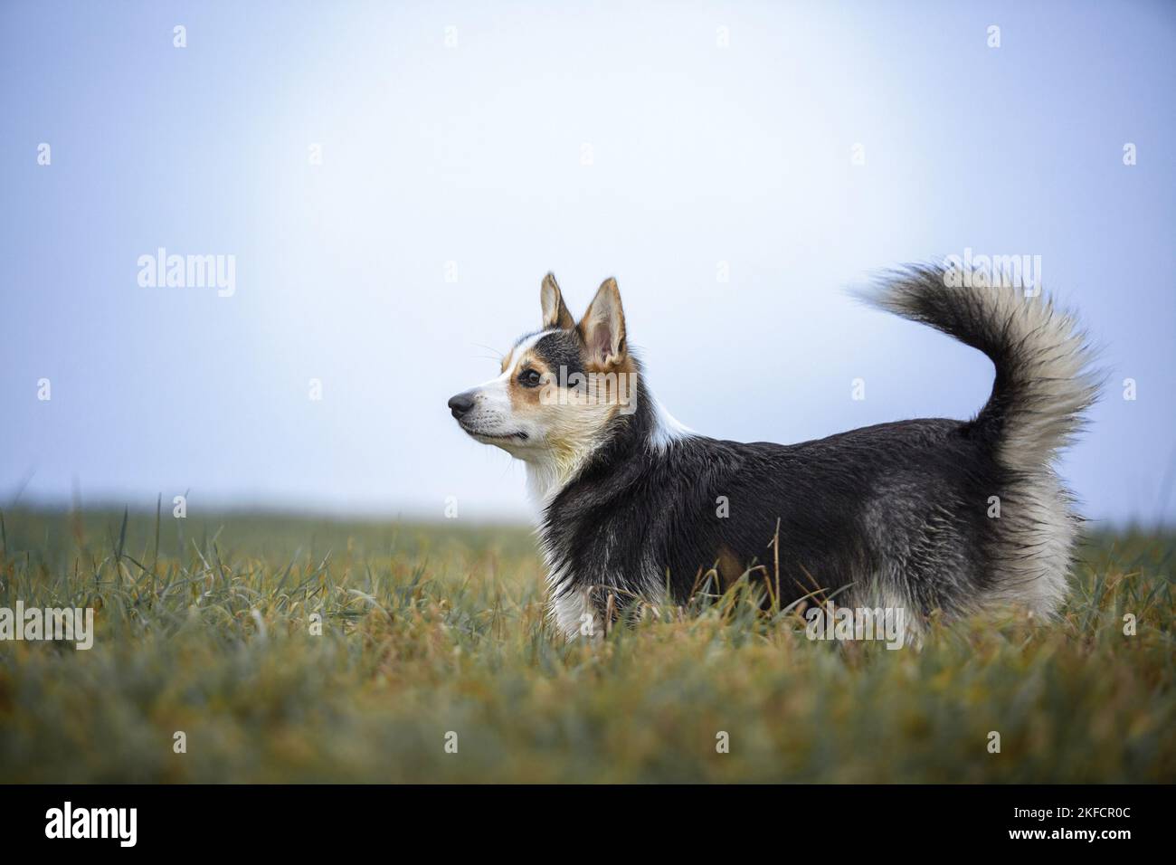 standing Welsh Corgi Pembroke Stock Photo - Alamy
