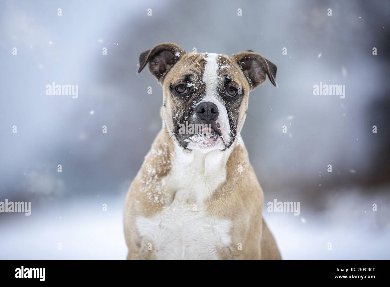 Catahoula bulldog dog hi-res stock photography and images - Alamy