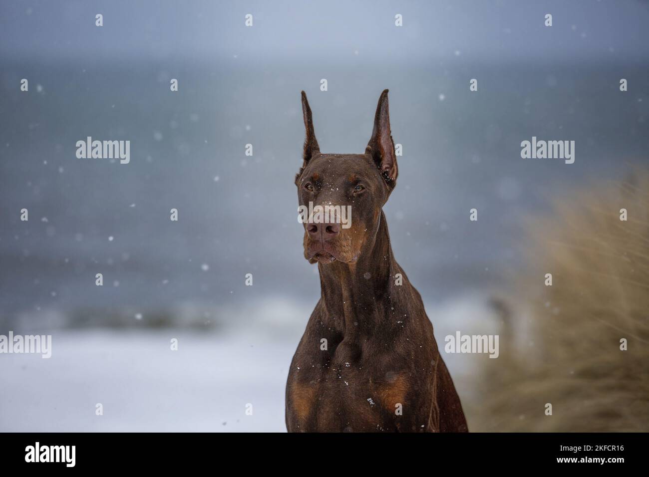 Doberman Pinscher Portrait Stock Photo - Alamy