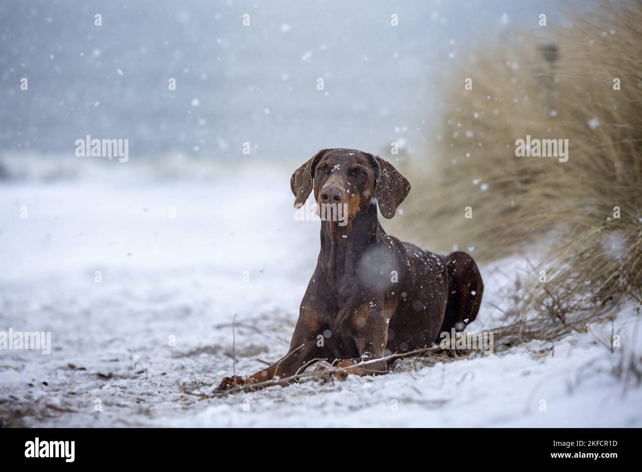 lying Doberman Pinscher Stock Photo - Alamy