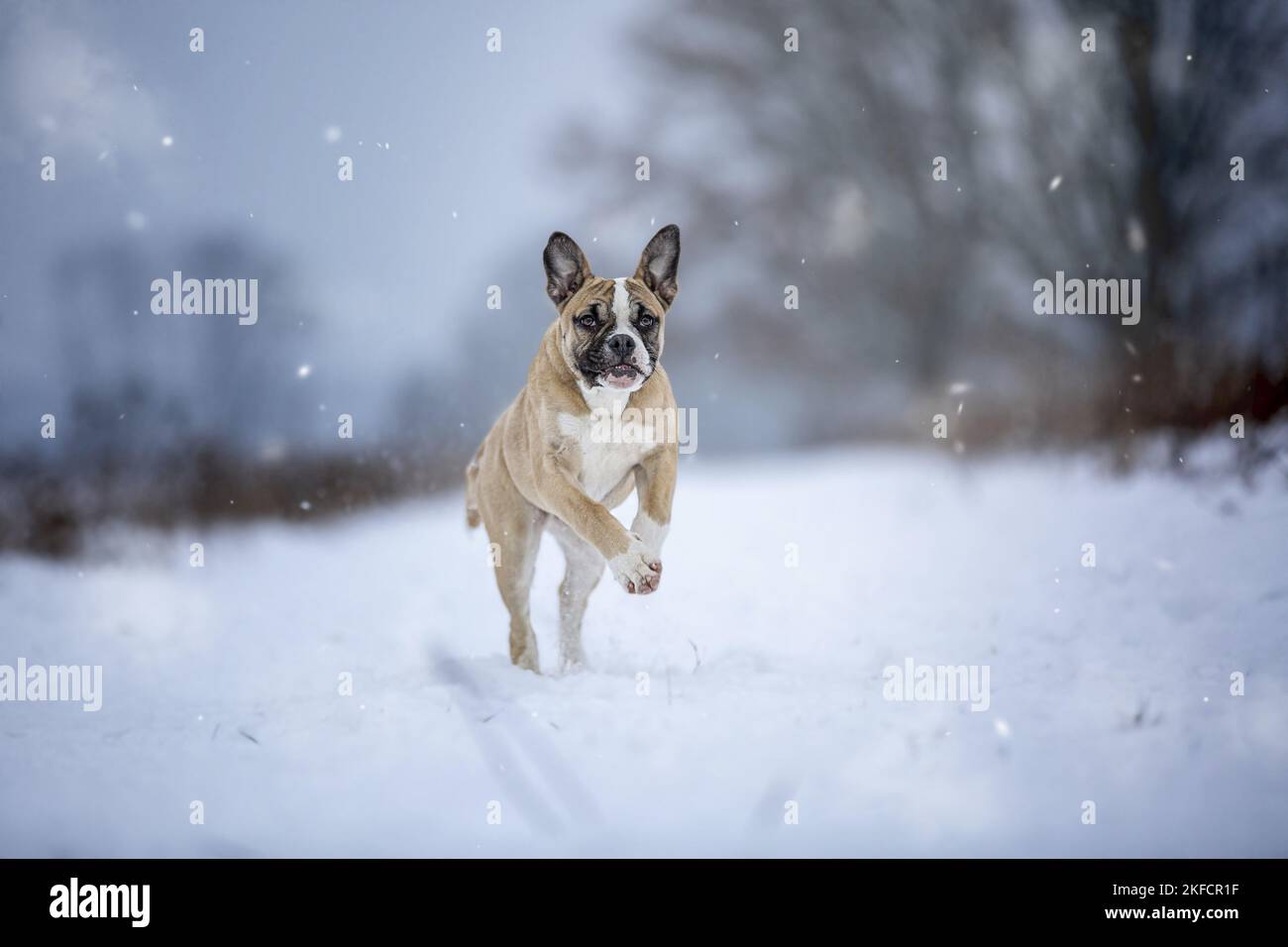 Alapaha Blue Blood Bulldog in the winter Stock Photo - Alamy