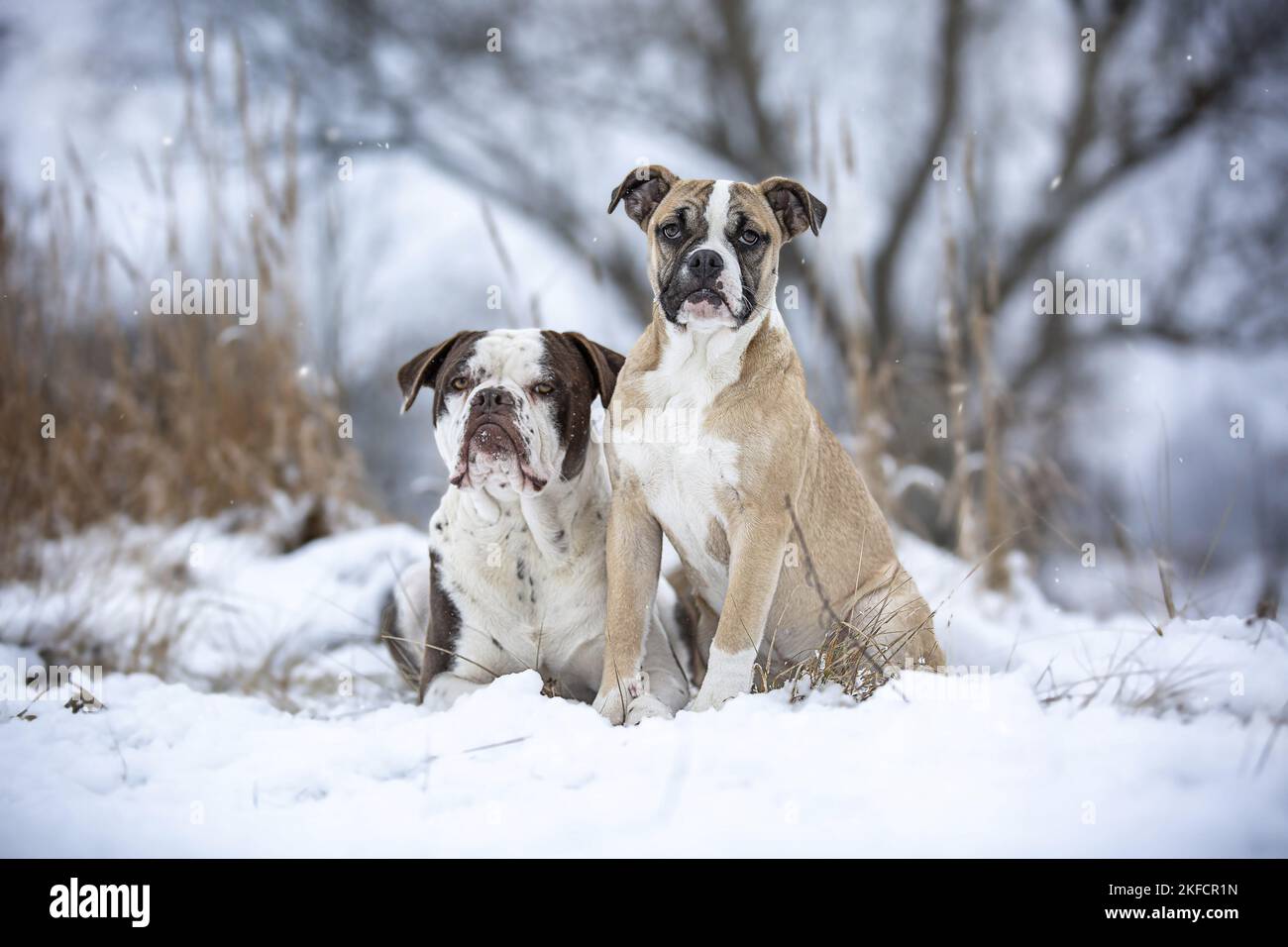 Alapaha Blue Blood Bulldog in the winter Stock Photo - Alamy