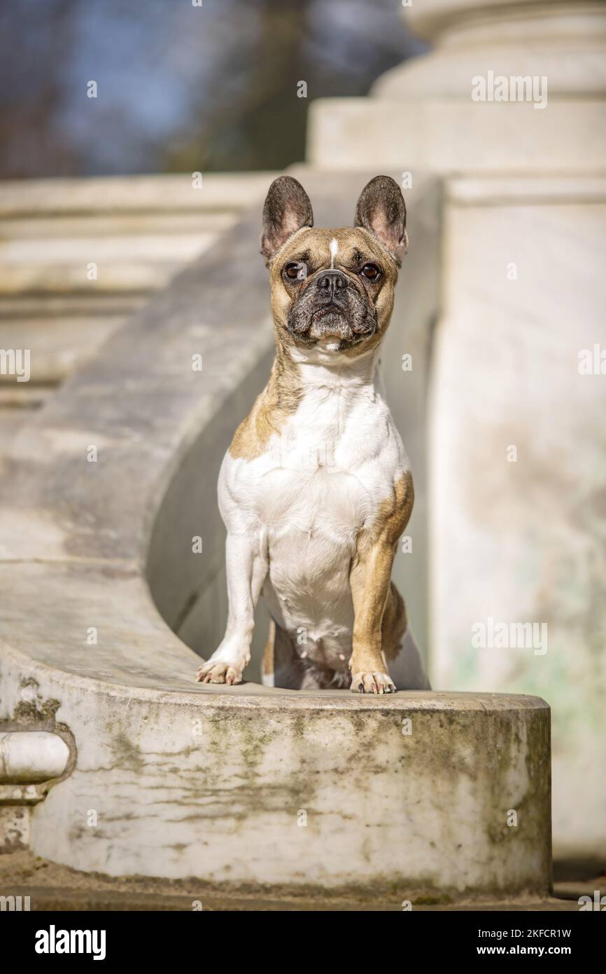 standing French Bulldog Stock Photo - Alamy
