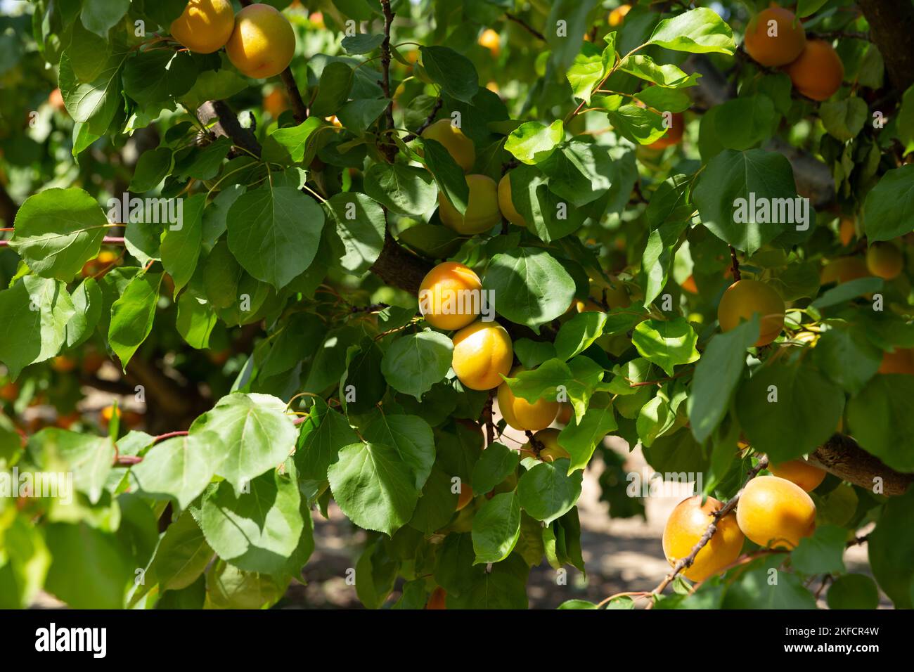 Apricots on trees at fruit plantation Stock Photo - Alamy