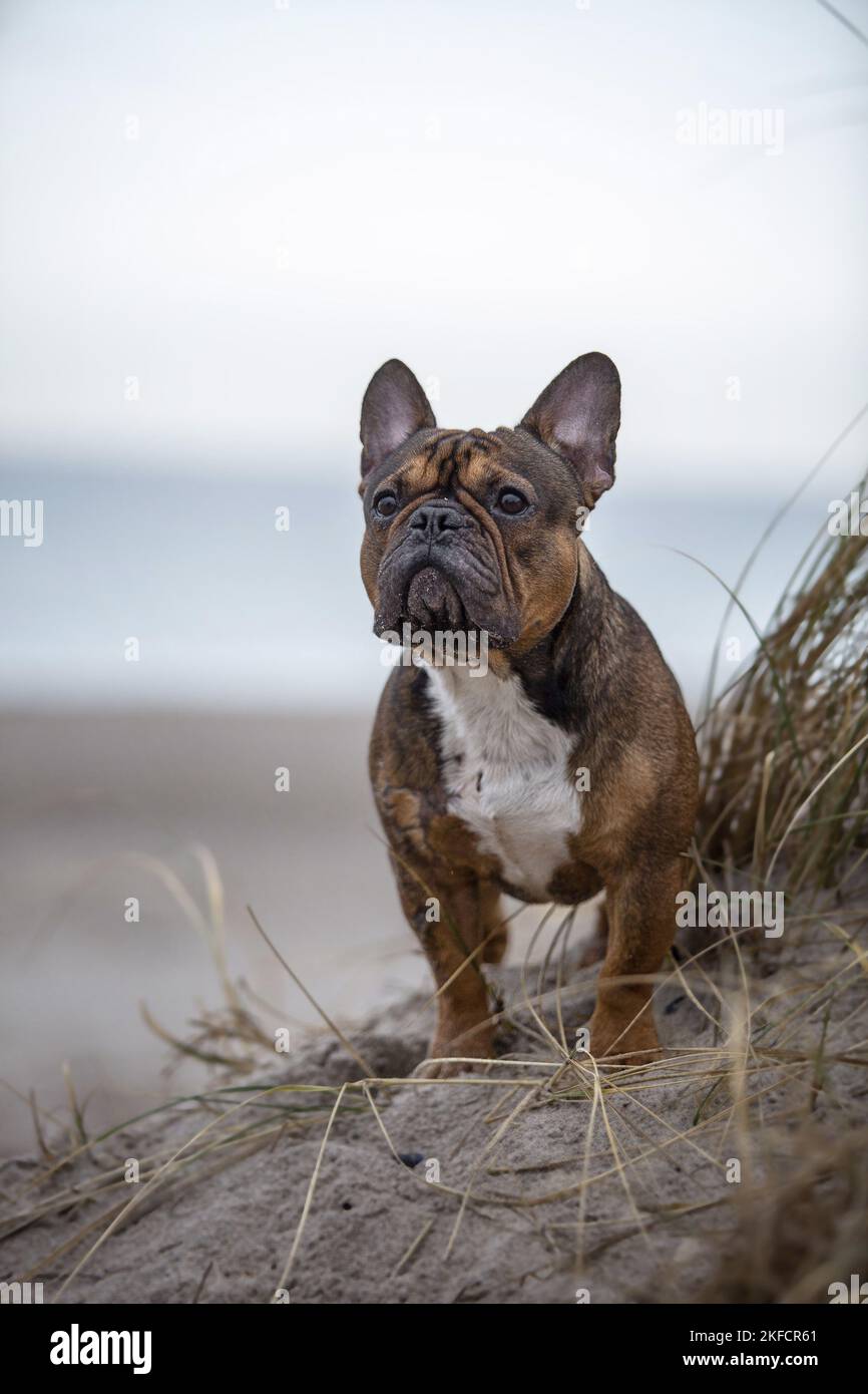 standing French Bulldog Stock Photo - Alamy
