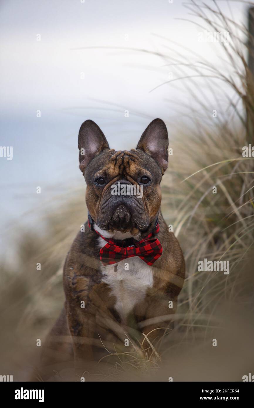 French Bulldog Portrait Stock Photo - Alamy