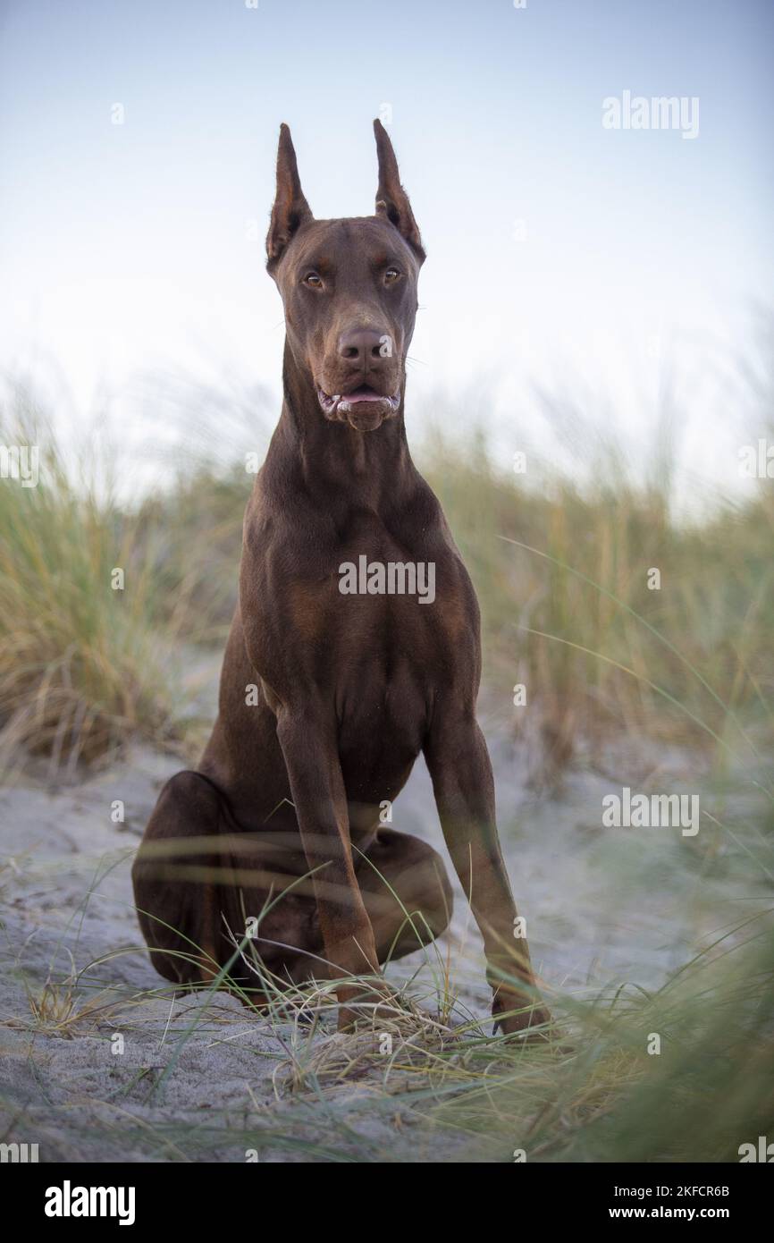 sitting Doberman Pinscher Stock Photo - Alamy