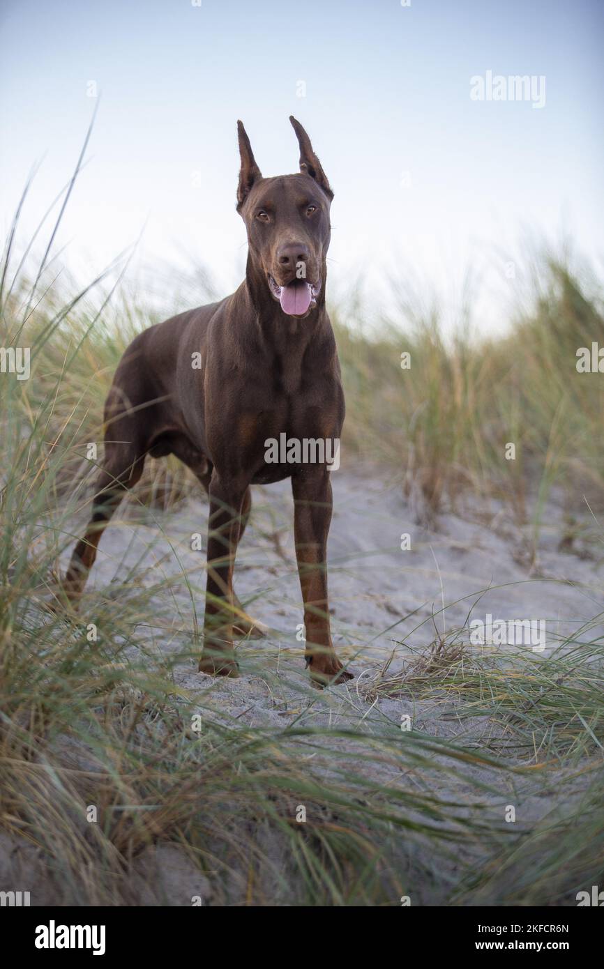 Doberman Pinscher at the baltic sea Stock Photo - Alamy