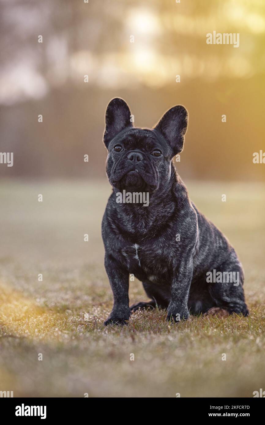 sitting French bulldog Stock Photo - Alamy