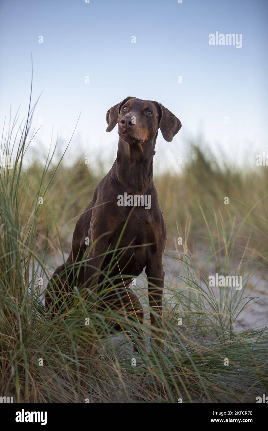 sitting Doberman Pinscher Stock Photo - Alamy