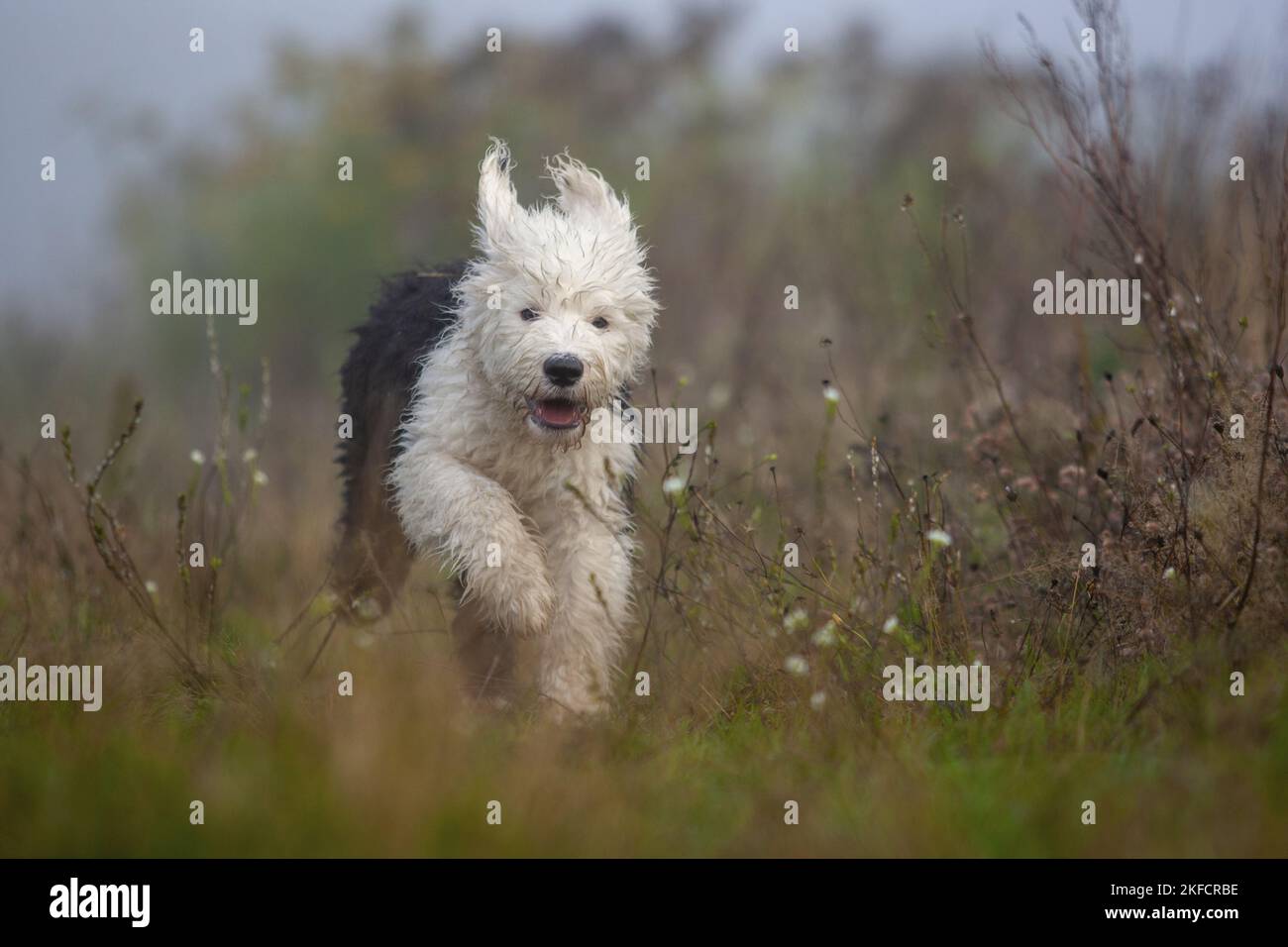 running Old English Sheepdog Puppy Stock Photo - Alamy