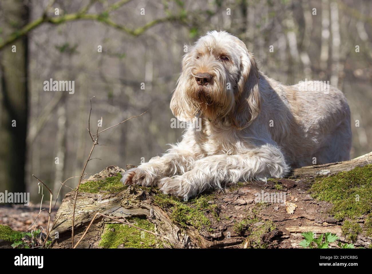 Spinone italiano hi-res stock photography and images - Alamy