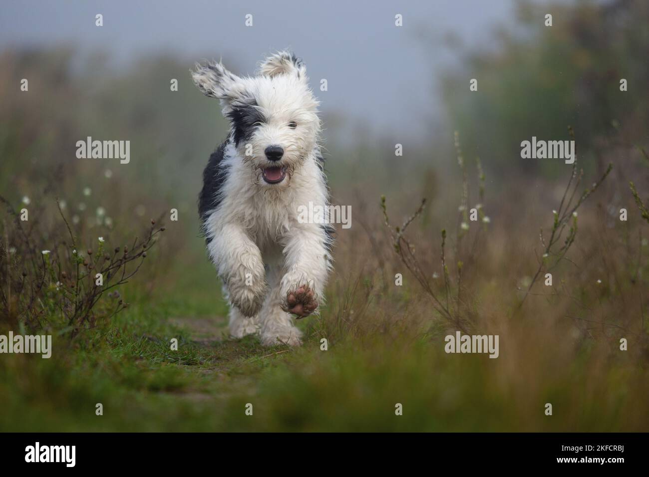 running Old English Sheepdog Puppy Stock Photo - Alamy