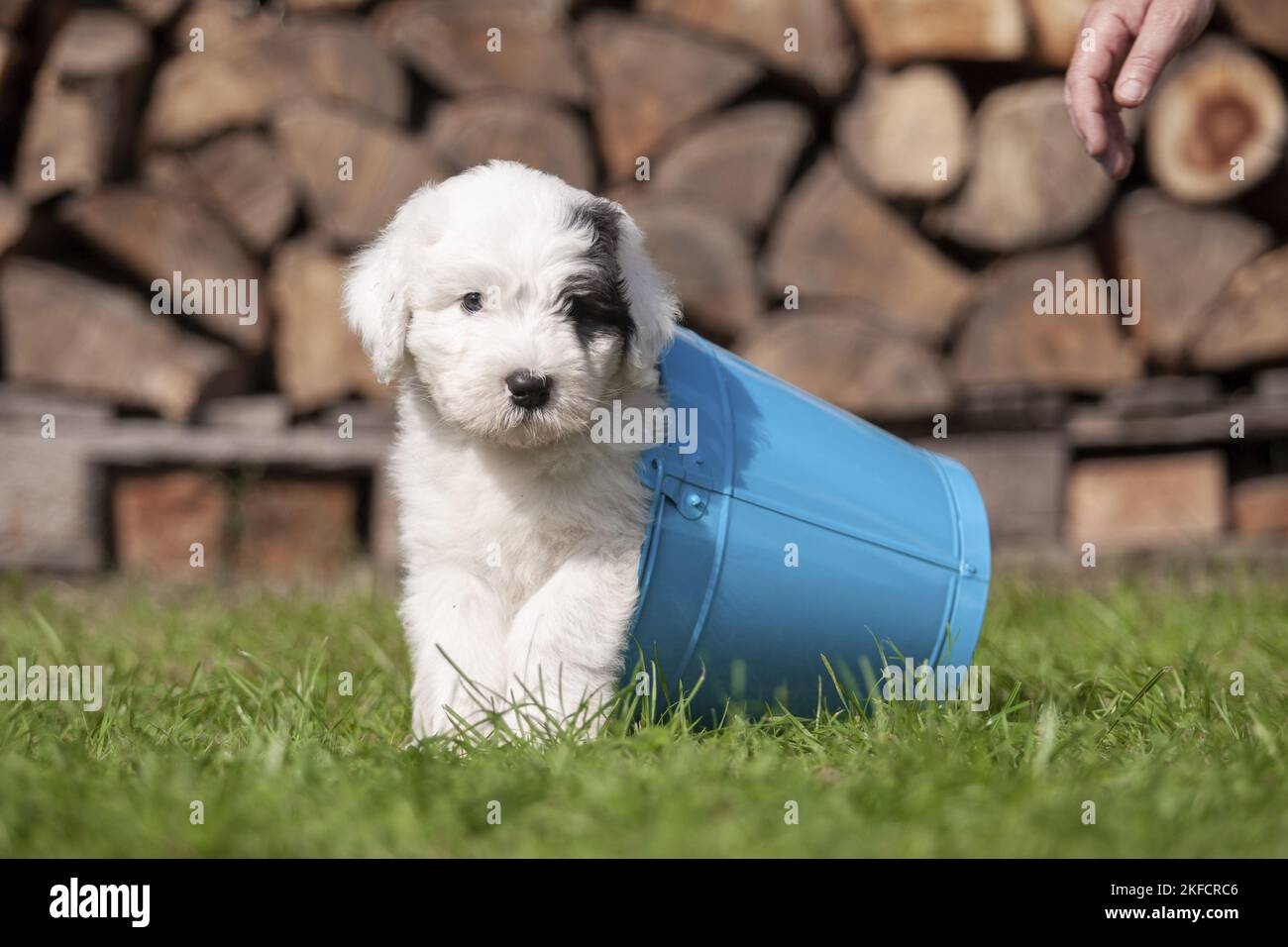 Old English Sheepdog Puppy in a bucket Stock Photo - Alamy