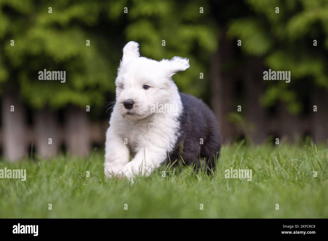 running Old English Sheepdog Puppy Stock Photo - Alamy
