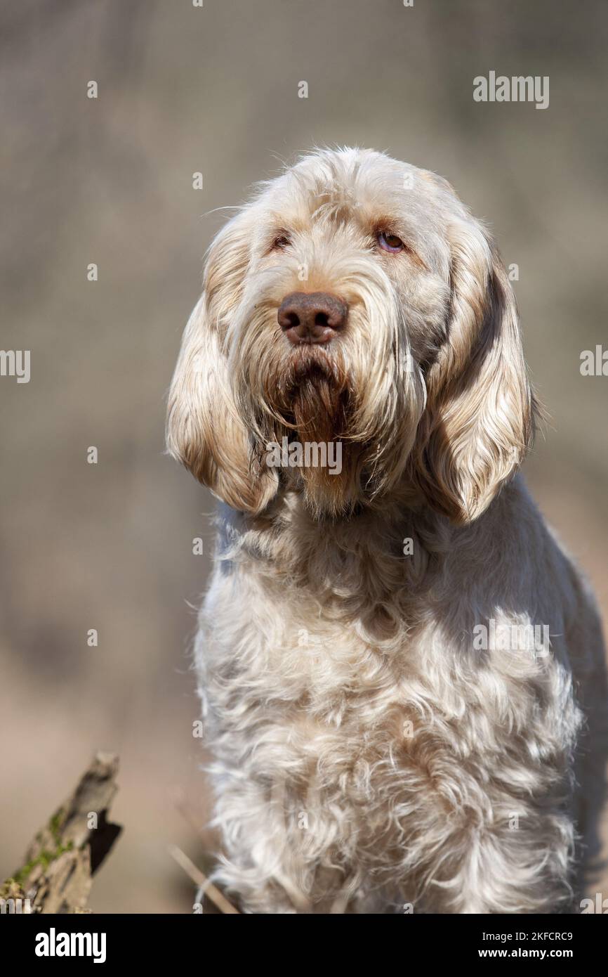 Spinone italiano dog hi-res stock photography and images - Alamy