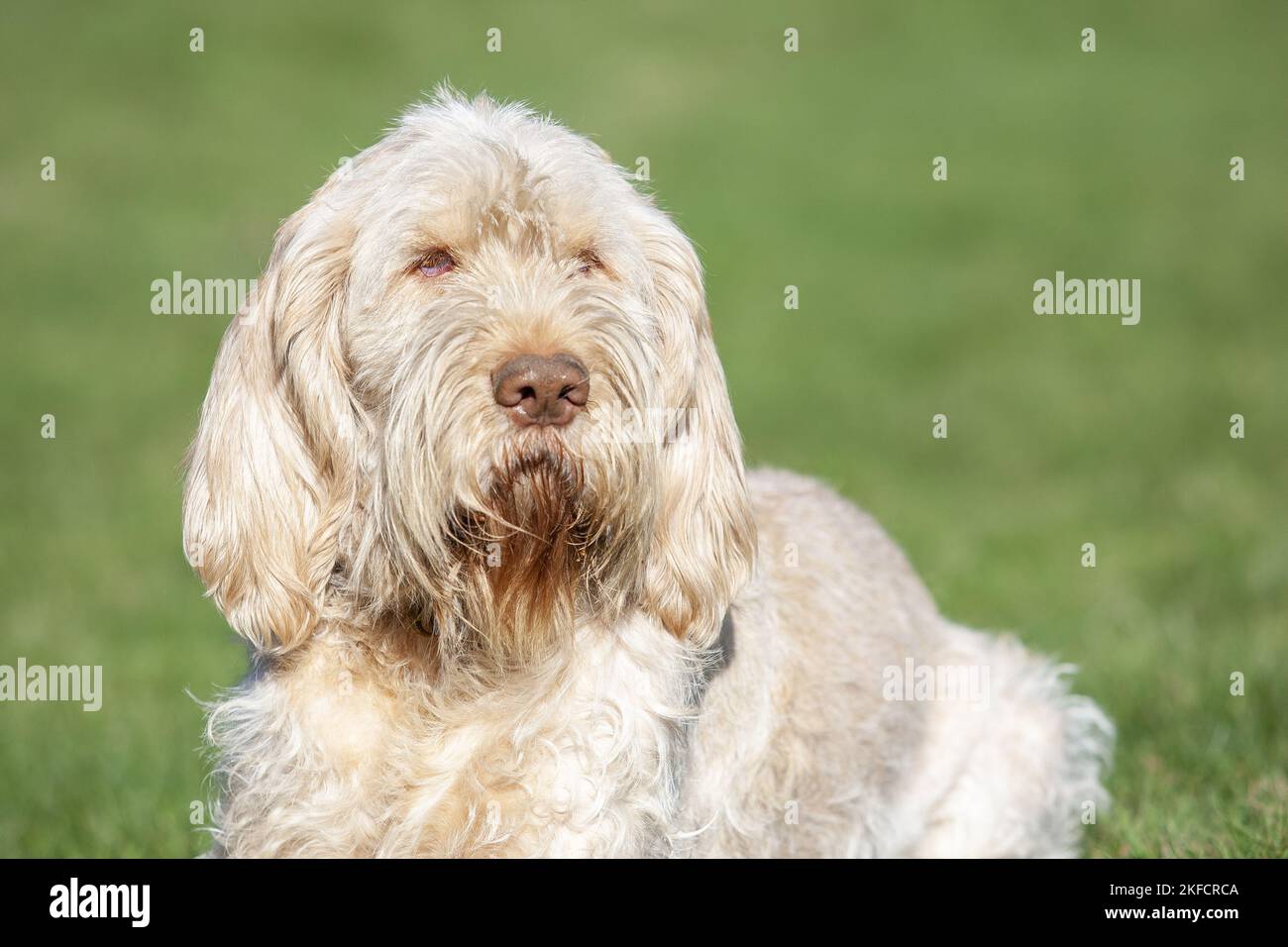 Spinone italiano dog hi-res stock photography and images - Alamy