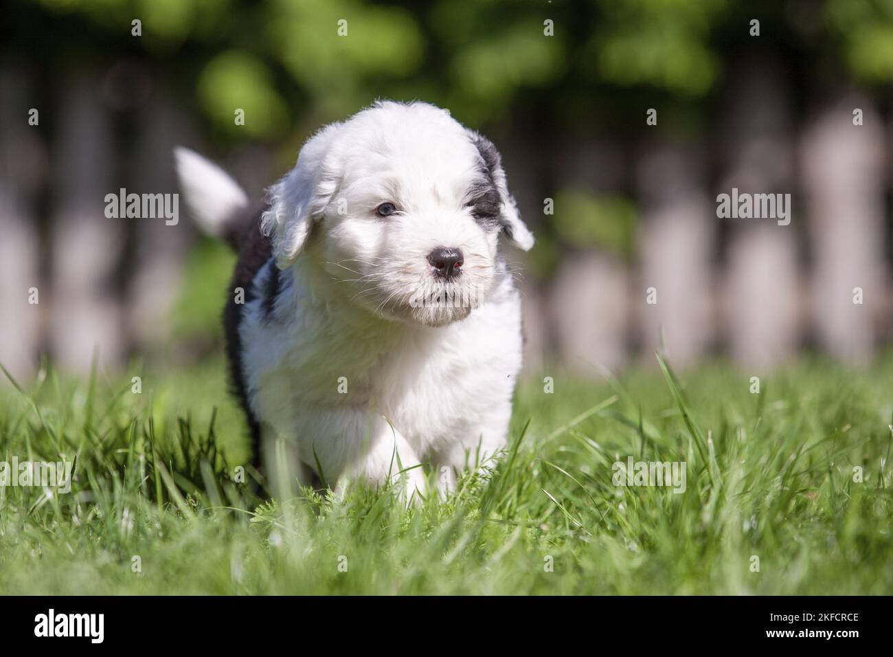 running Old English Sheepdog Puppy Stock Photo - Alamy