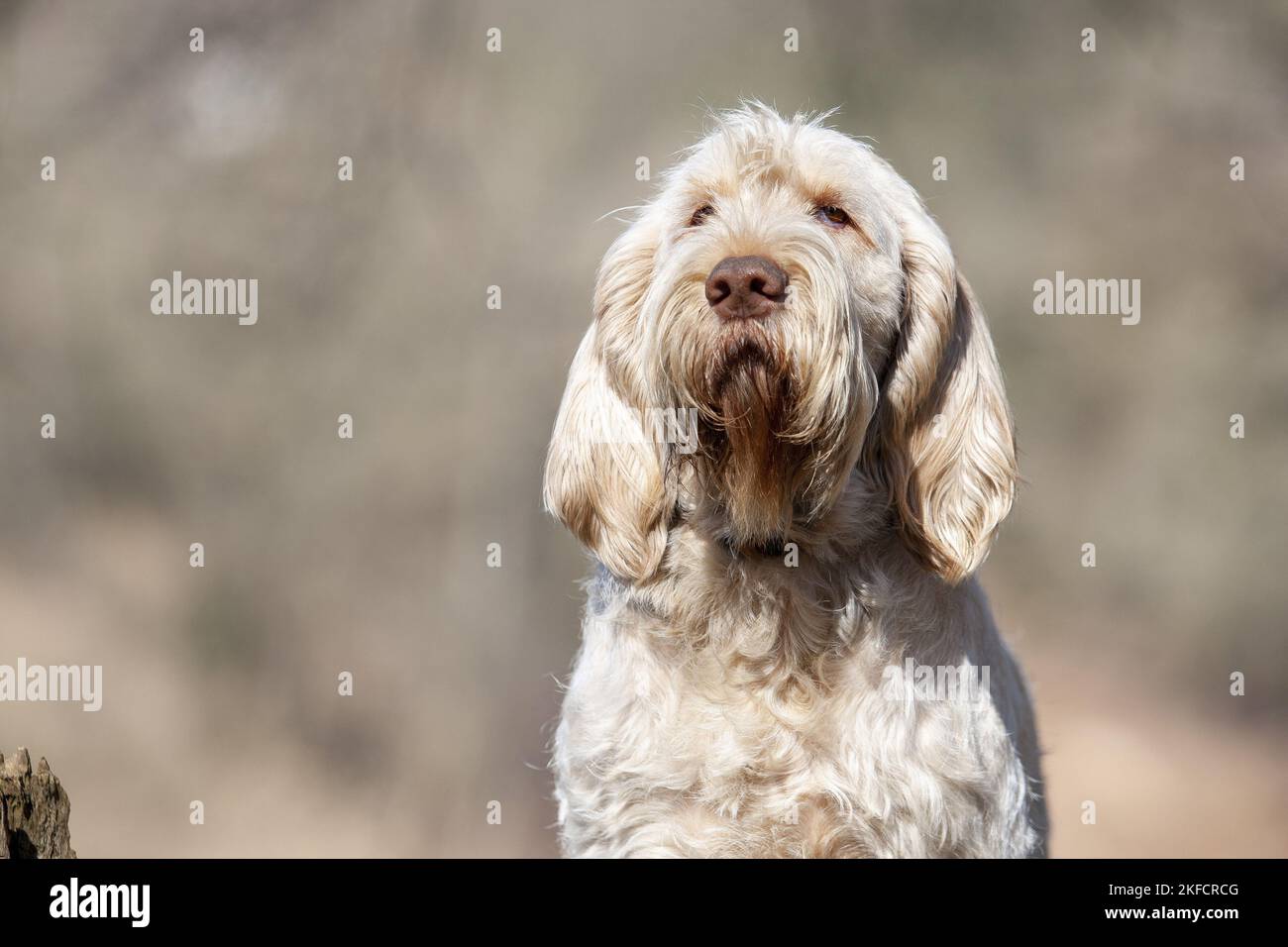 Spinone italiano dog hi-res stock photography and images - Alamy