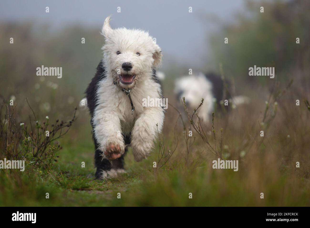 running Old English Sheepdog Puppies Stock Photo - Alamy