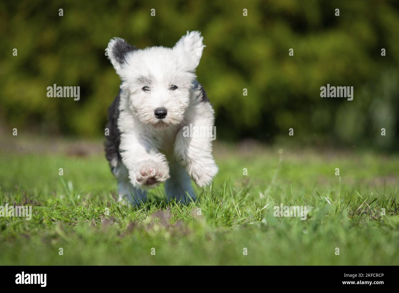 running Old English Sheepdog Puppy Stock Photo - Alamy