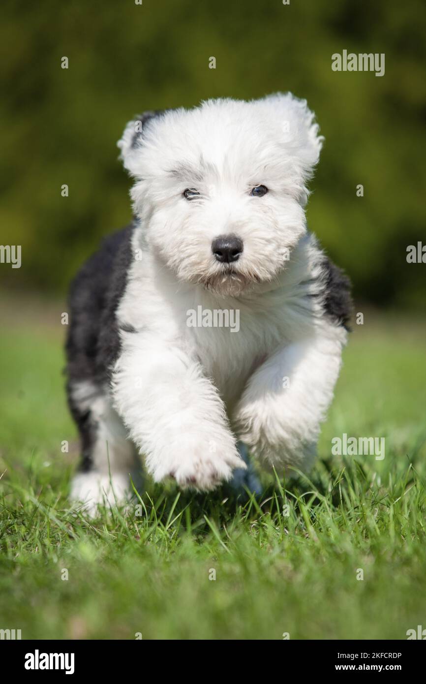 running Old English Sheepdog Puppy Stock Photo - Alamy