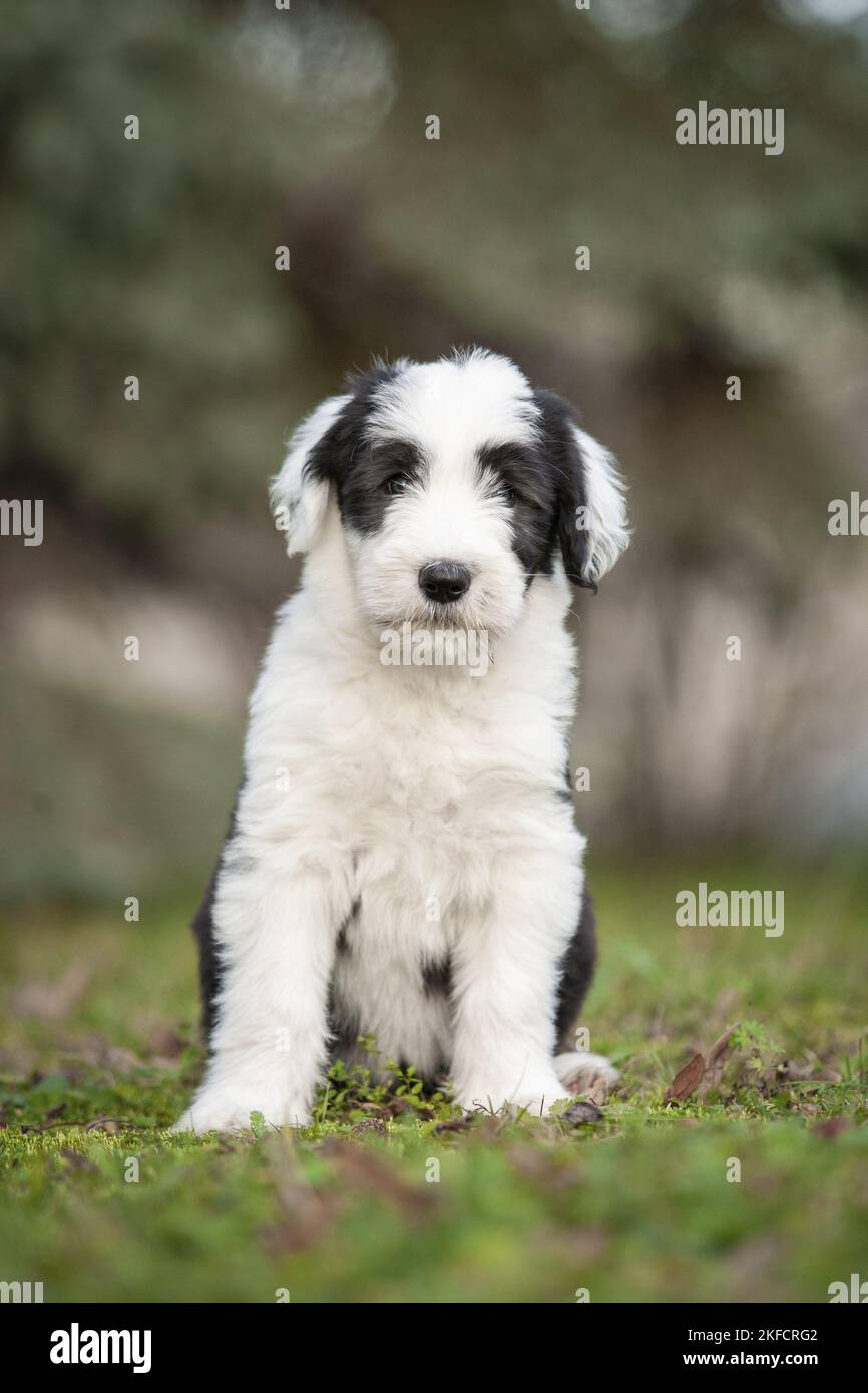 sitting Old English Sheepdog Puppy Stock Photo - Alamy
