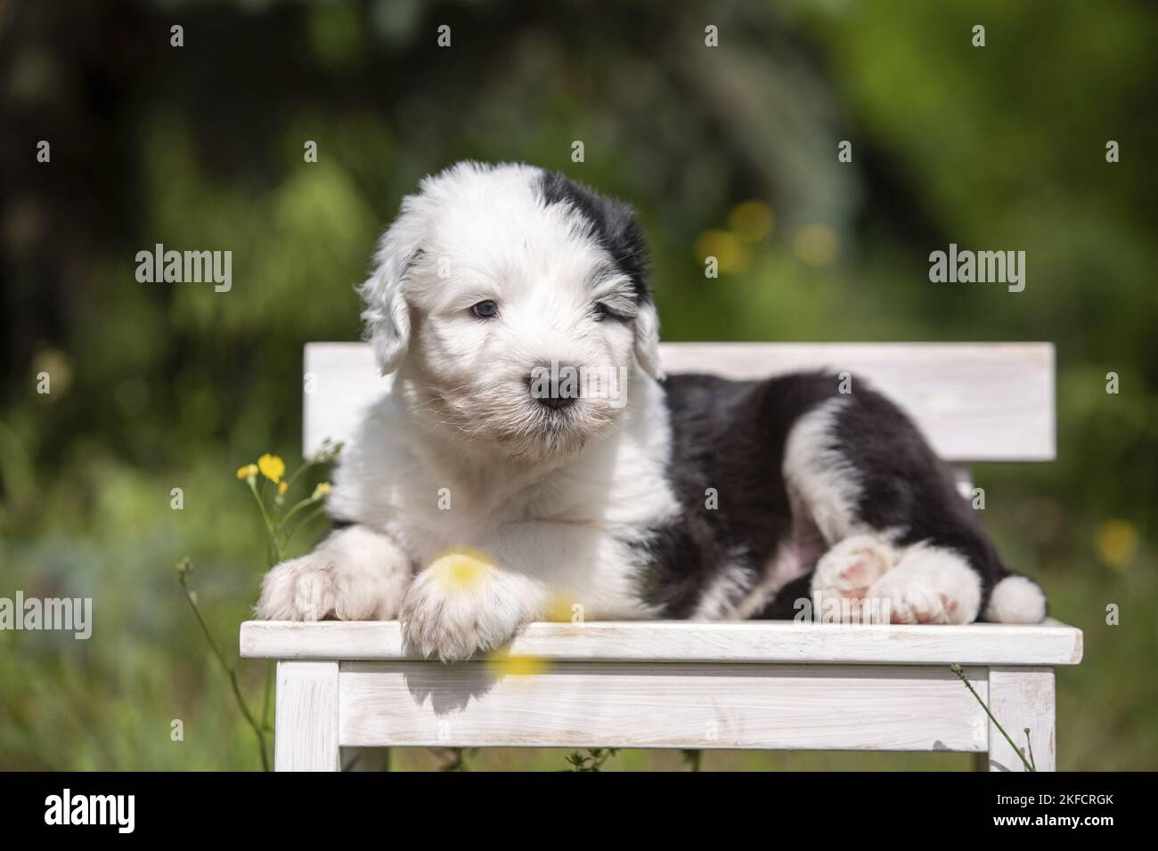 Old english sheepdog bobtail side hi-res stock photography and images ...