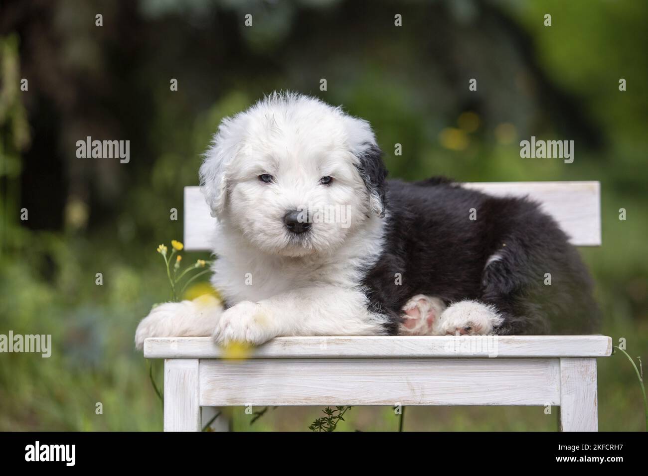 Old english sheepdog bobtail side hi-res stock photography and images ...