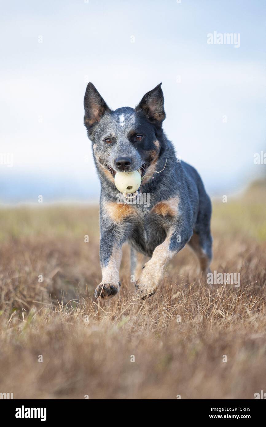running Australian Cattle Dog Stock Photo - Alamy