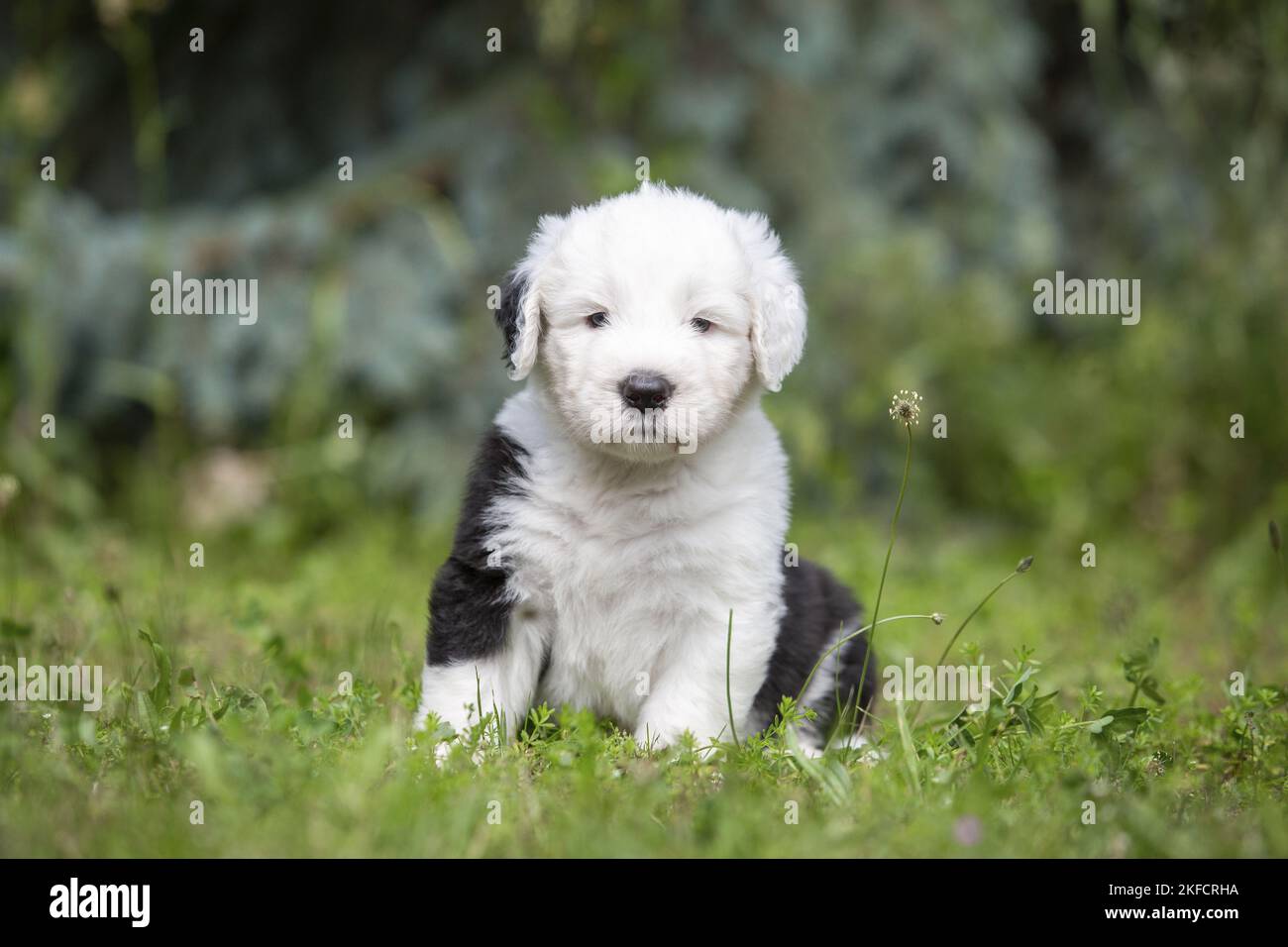 Old english sheepdog two puppies hi-res stock photography and images ...