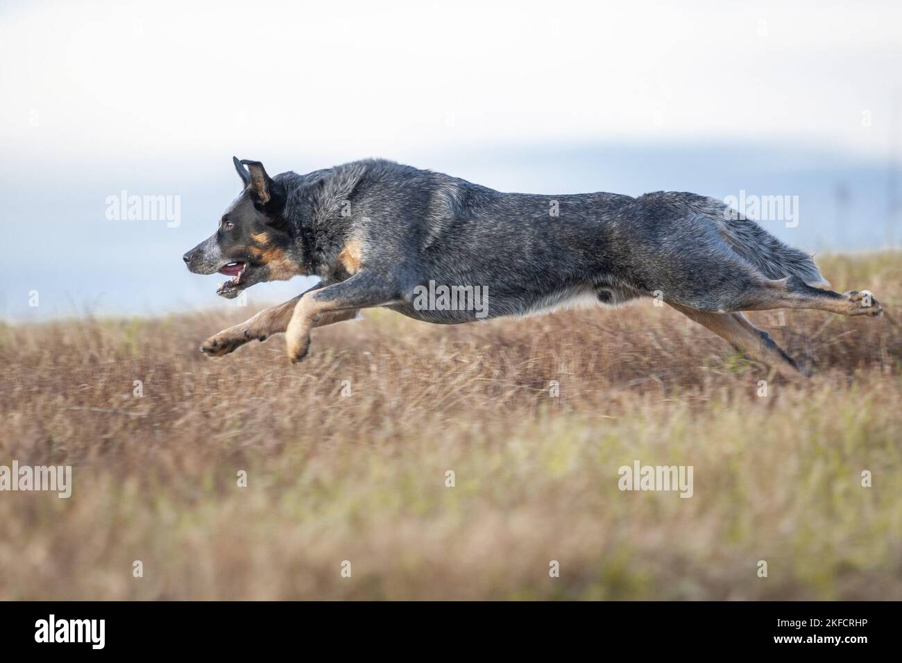 running Australian Cattle Dog Stock Photo - Alamy