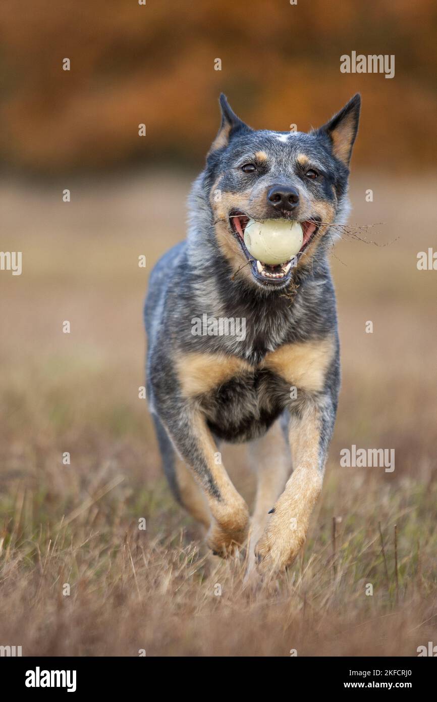 running Australian Cattle Dog Stock Photo - Alamy