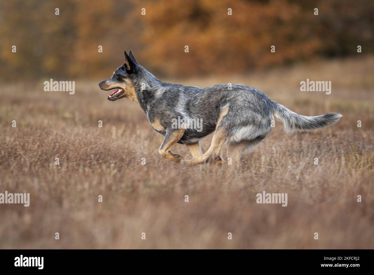 running Australian Cattle Dog Stock Photo - Alamy