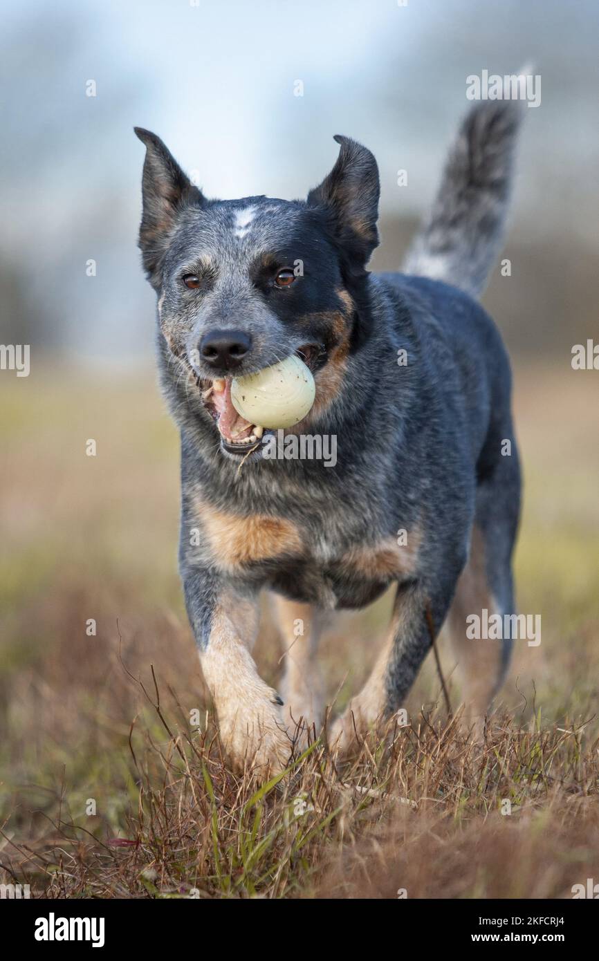 running Australian Cattle Dog Stock Photo - Alamy