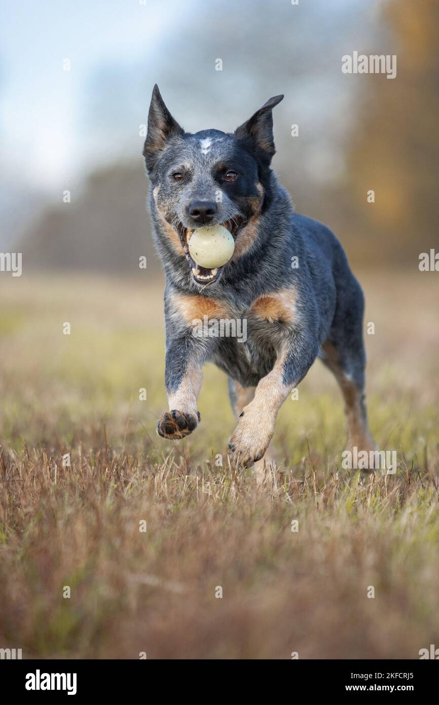running Australian Cattle Dog Stock Photo - Alamy