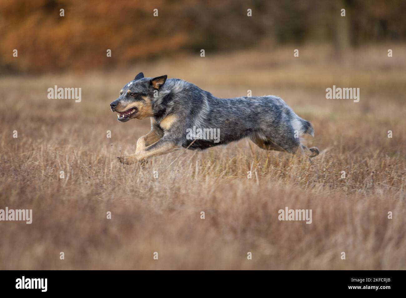 running Australian Cattle Dog Stock Photo - Alamy