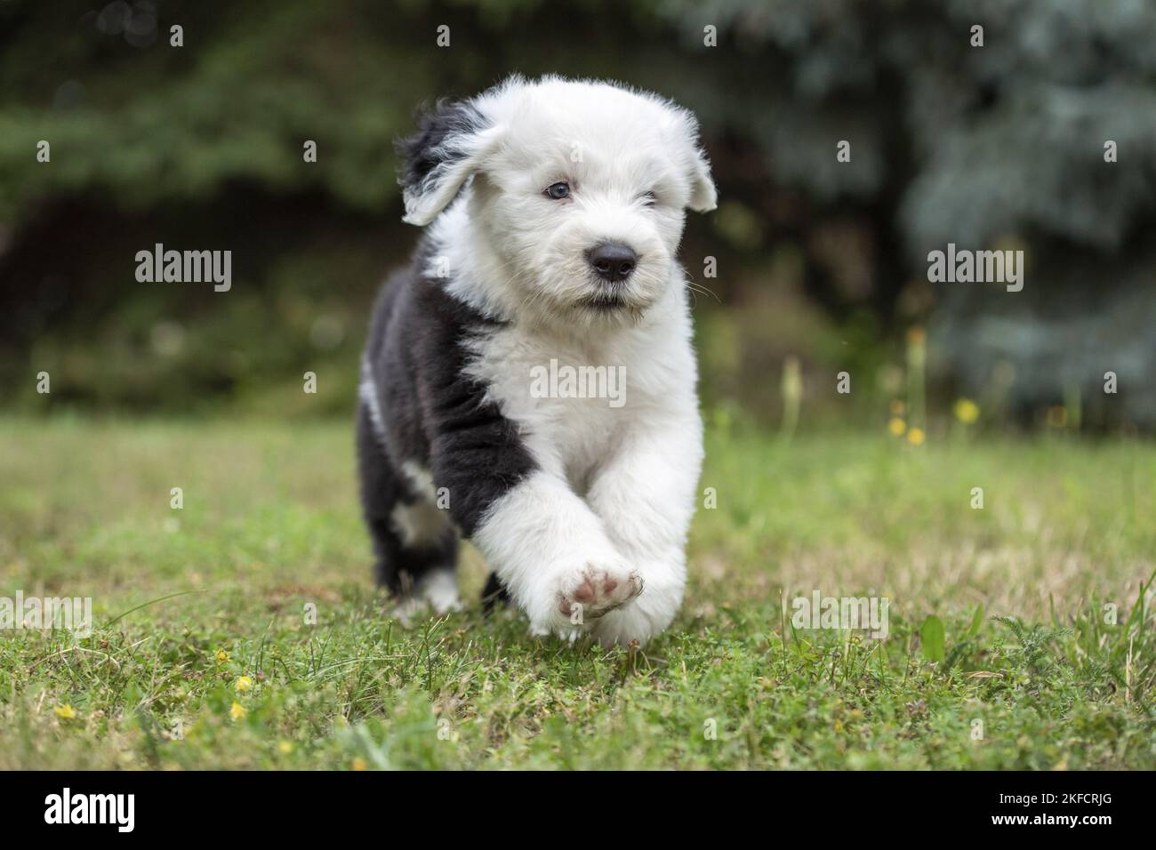 running Old English Sheepdog Puppy Stock Photo - Alamy