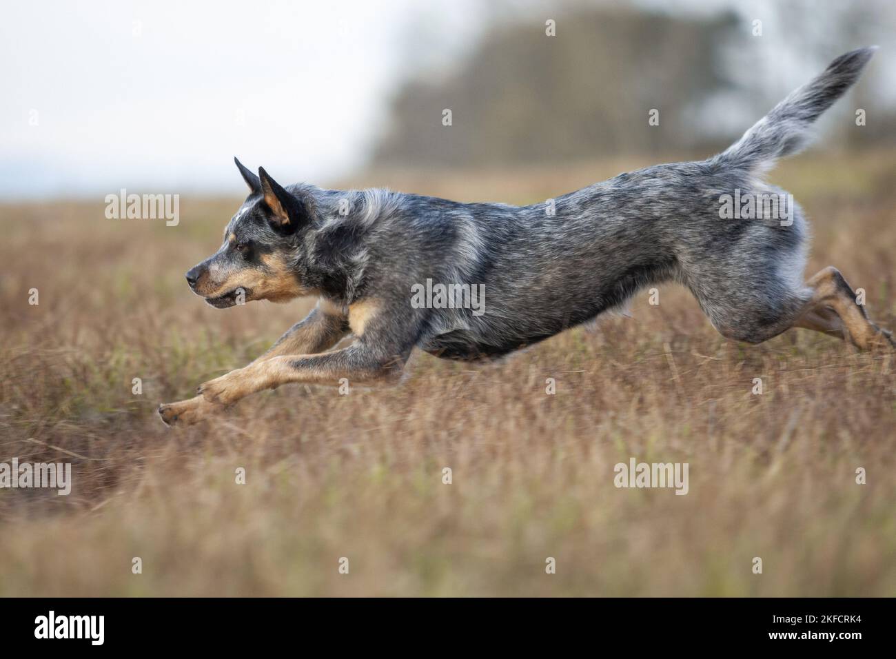 running Australian Cattle Dog Stock Photo - Alamy
