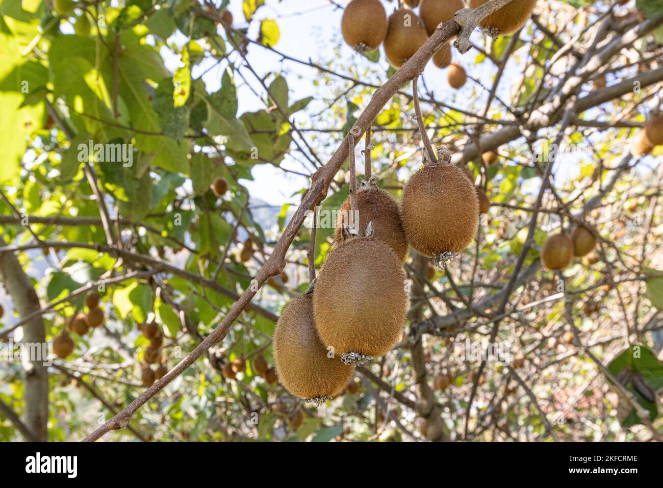 Kiwi on a kiwi tree plantation with with huge clusters of fruits. The ...