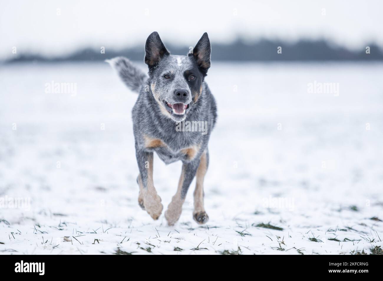 running Australian Cattle Dog Stock Photo - Alamy