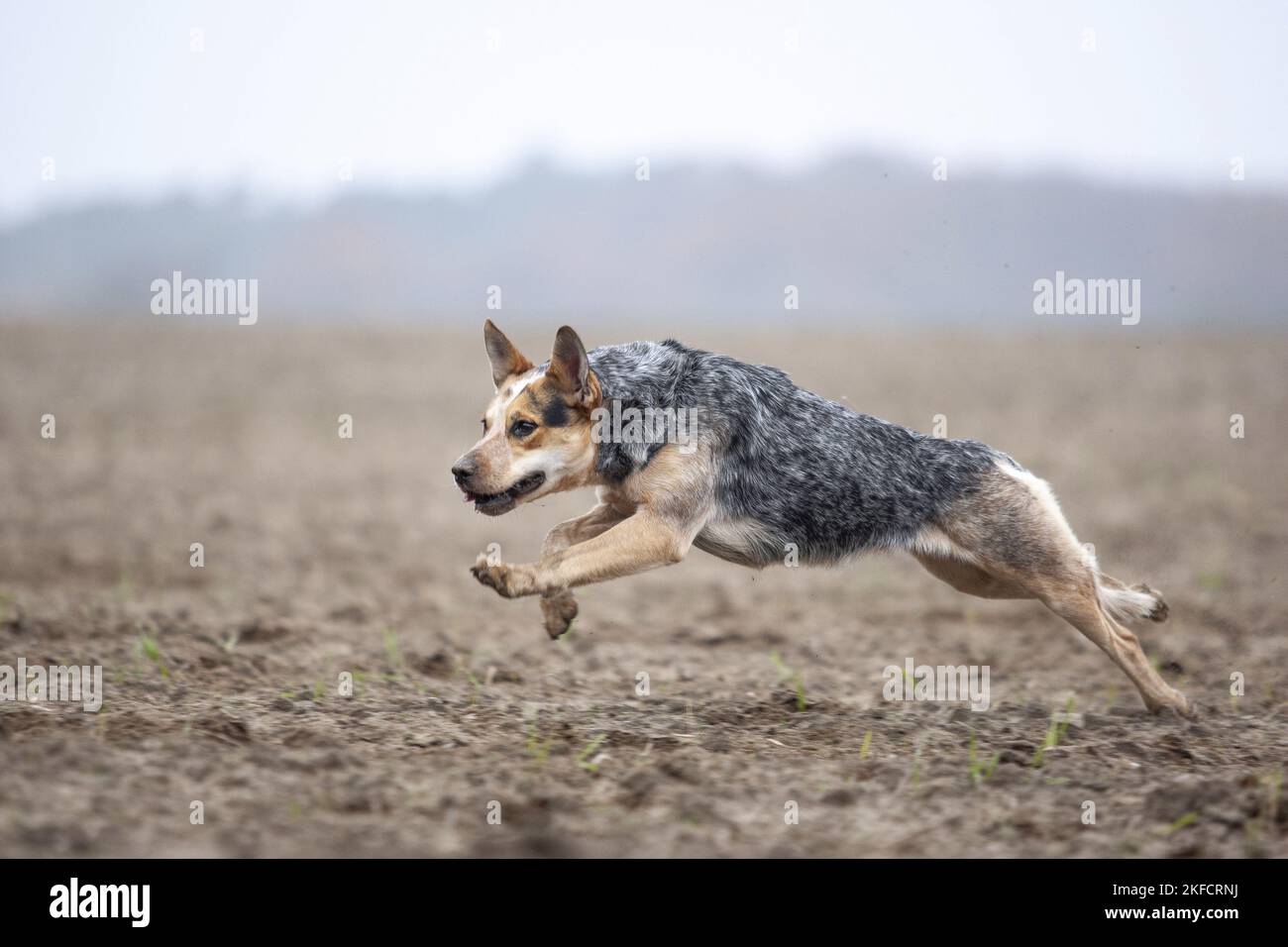 Australian cattle dog running across a field Stock Photo - Alamy