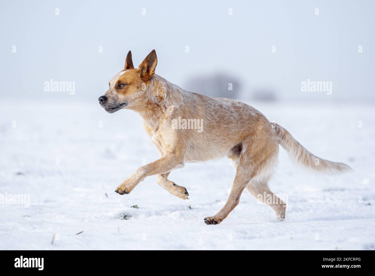 running Australian Cattle Dog Stock Photo - Alamy