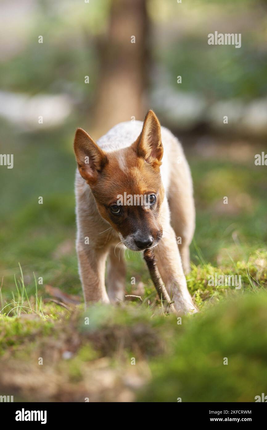 standing Australian Cattle Dog Stock Photo - Alamy