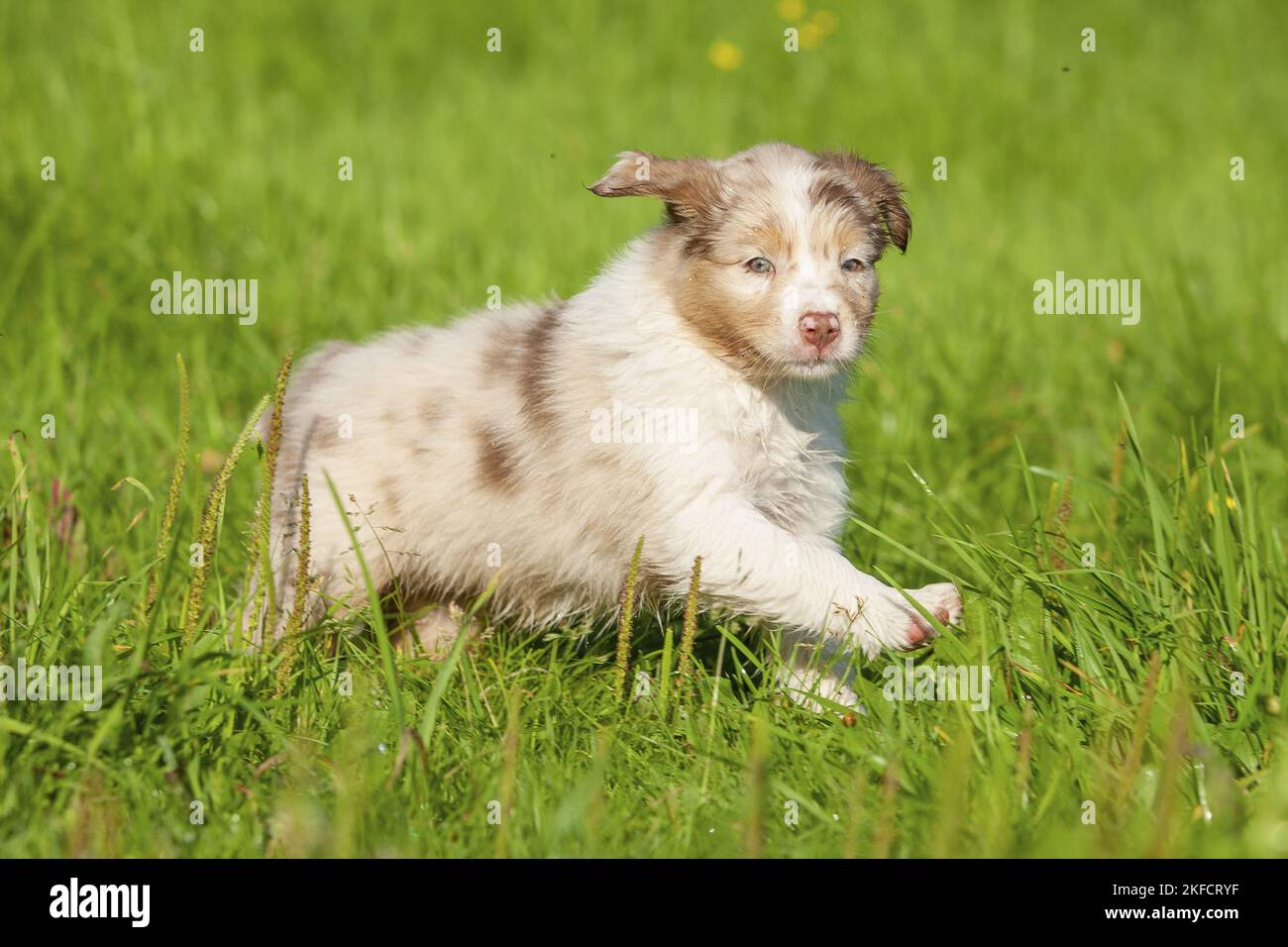 6 weeks old Australian Shepherd puppy Stock Photo - Alamy