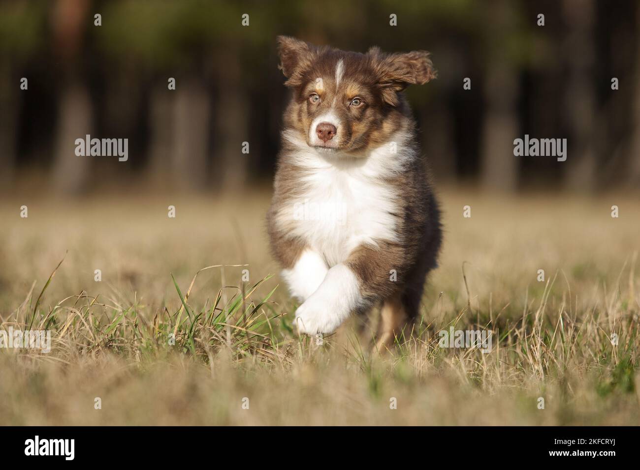 8 weeks old male Australian Shepherd puppy Stock Photo - Alamy