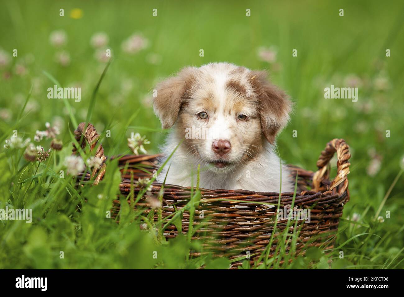 9 weeks old Australian Shepherd puppy Stock Photo - Alamy